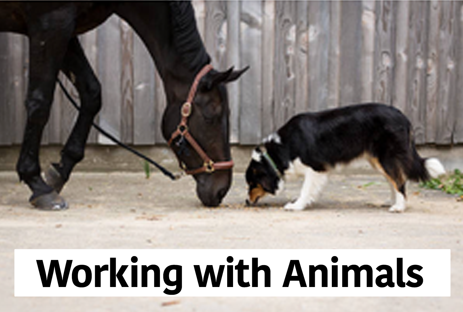 Working with Animals | Jenifer Satya Shapiro